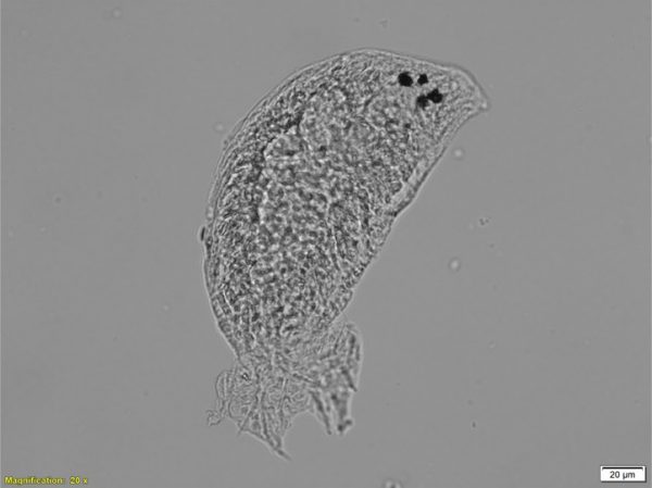 Identifying small invaders: DNA Barcoding Gill Flukes | Bento Lab