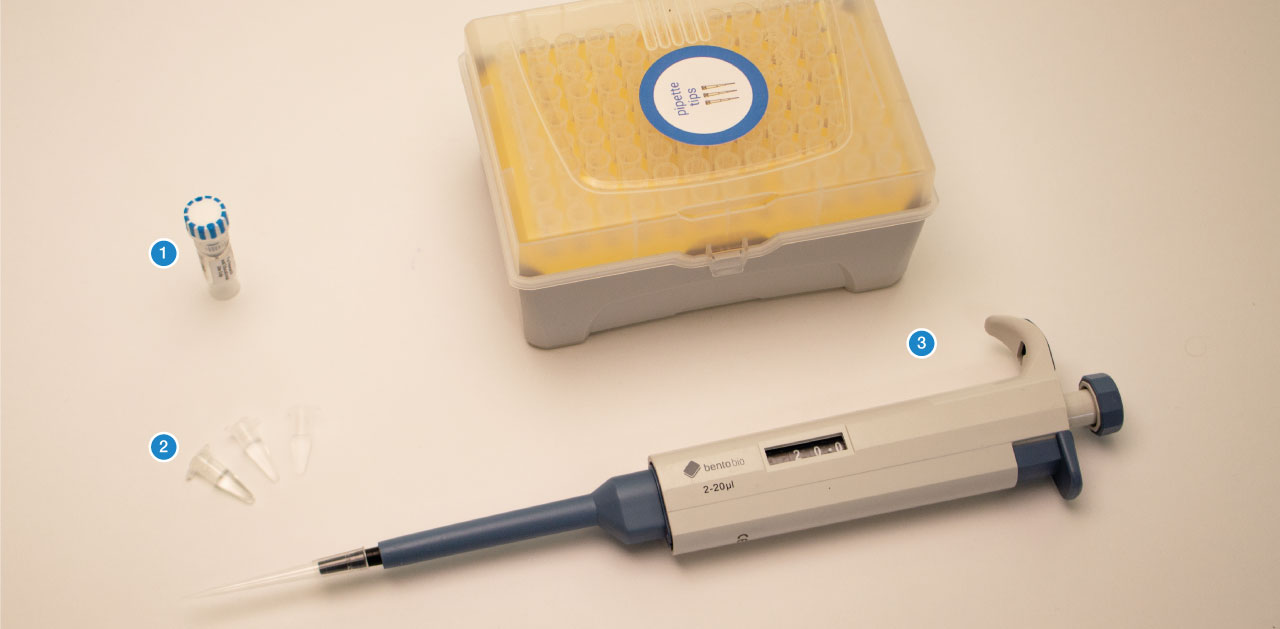 Biotechnology 101 Protocol: Gel Electrophoresis | Bento Lab